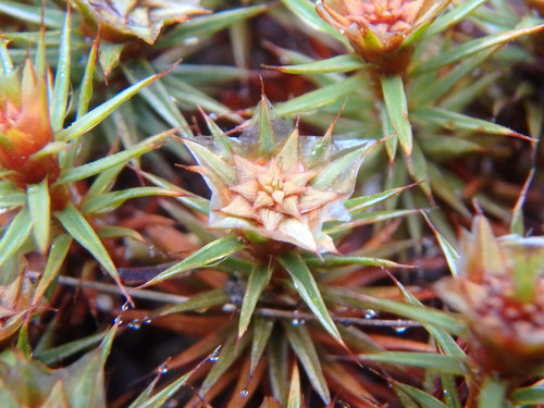 haircap mosses (Siuslaw Model Forest BioBlitz June 2022 Update ...
