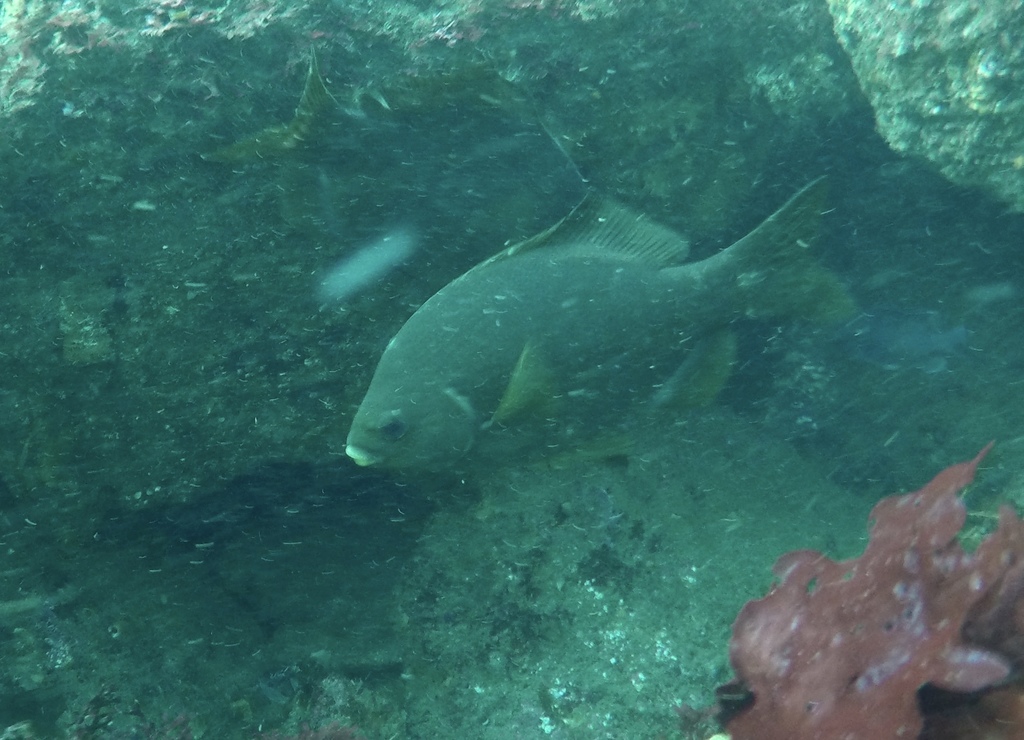 Black surfperch from Ensenada, MX-BN, MX on November 25, 2016 at 11:41 ...