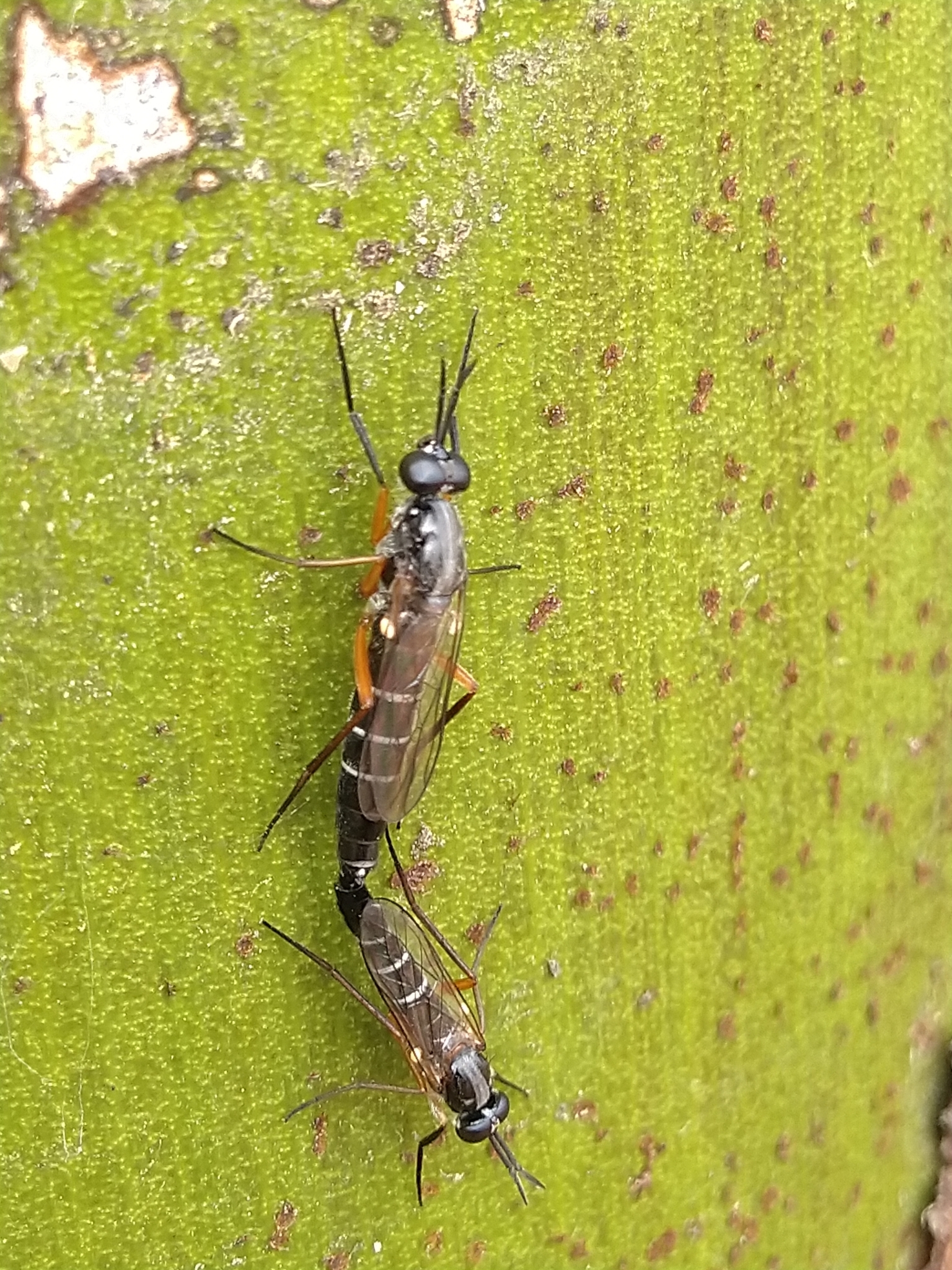 Phycus brunneus (Wiedemann, 1824)