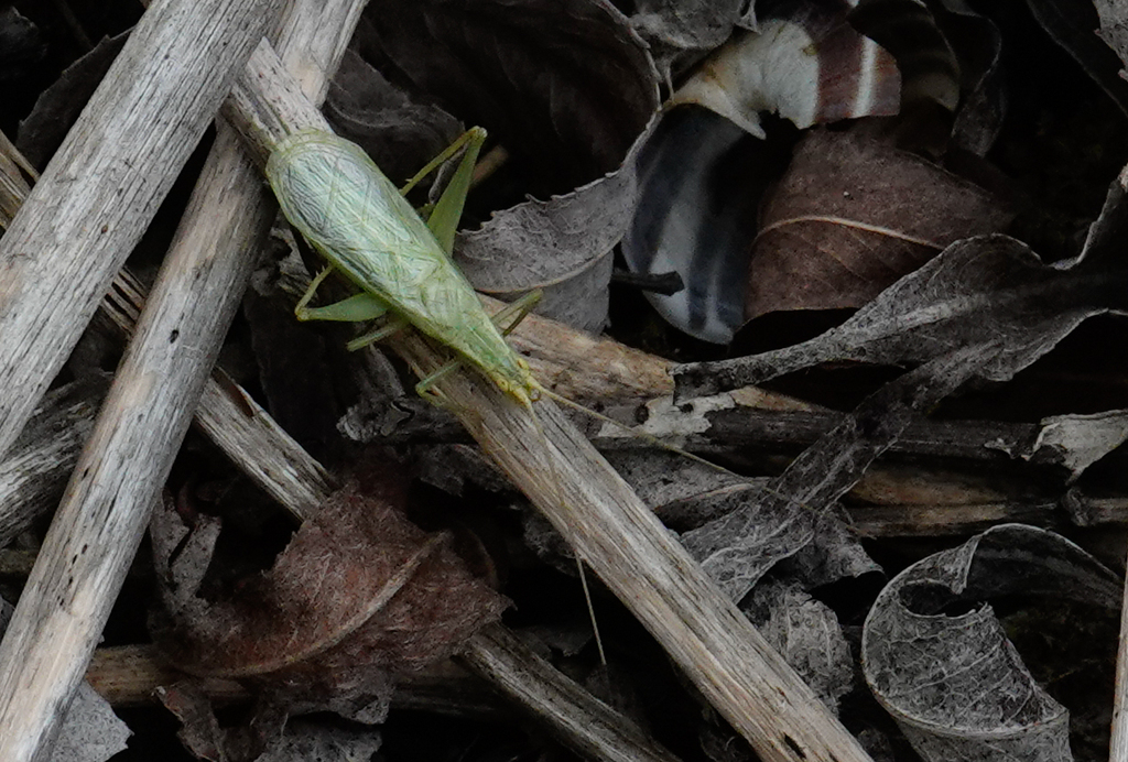 Four-spotted Tree Cricket from South Riverdale, Toronto, ON, Canada on ...