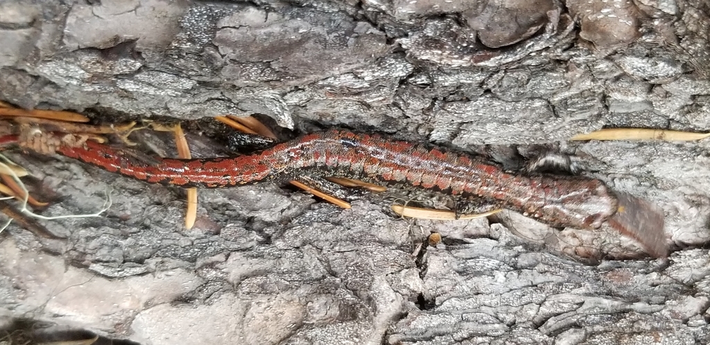Oregon Slender Salamander in November 2019 by Jon David Nelson ...