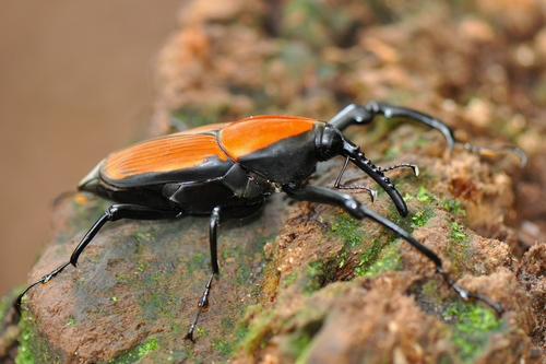 Género Protocerius · iNaturalist Mexico