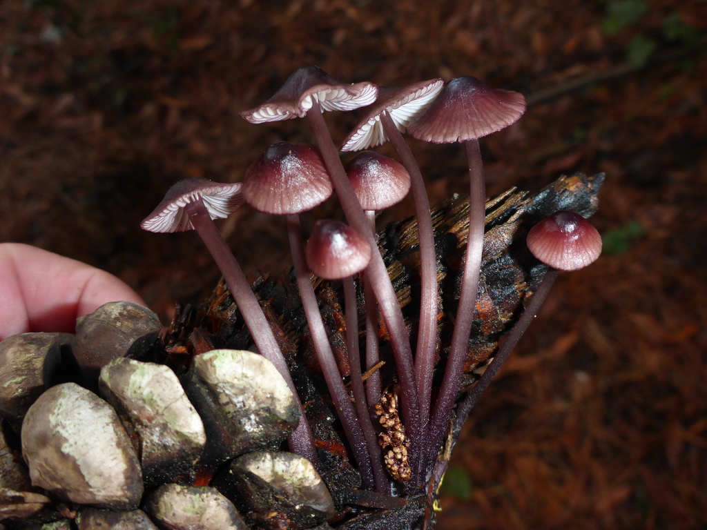 purple edge bonnet (Fungi of southern Africa) · BioDiversity4All