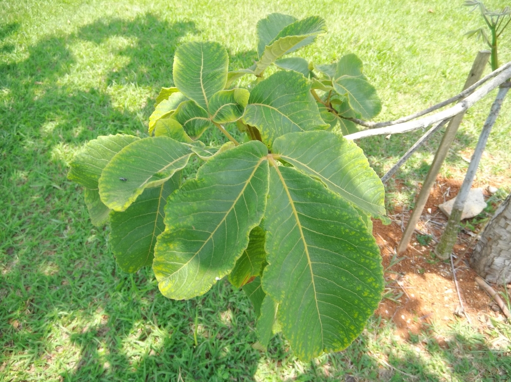 Pekea Nut from Asa Norte Superquadra Norte 203 BL B - Brasília, DF ...