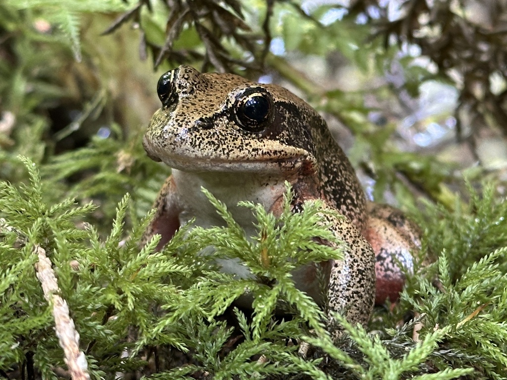 Northern Red-legged Frog in September 2025 by jareddodson · iNaturalist