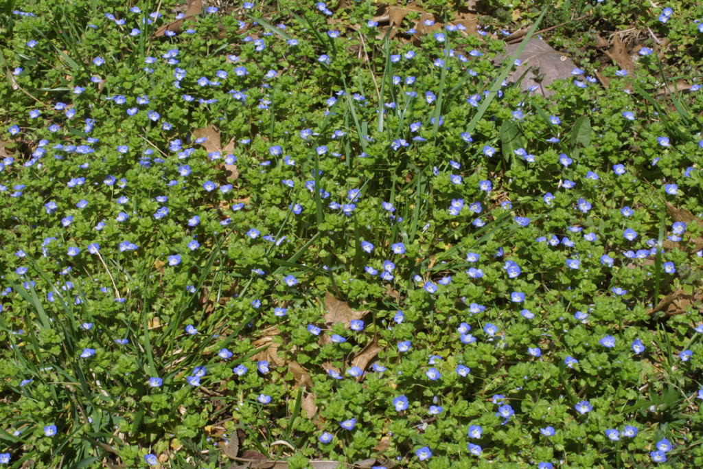 Ivy-leaved Speedwell (Invasive Exotic Plants of North Carolina ...