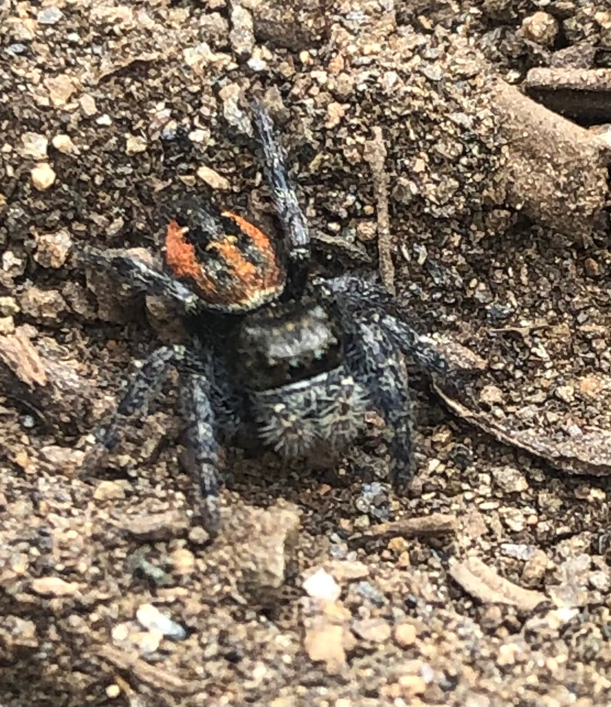 Johnson's Jumping Spider from Pacific Crest National Scenic Trail, Etna ...