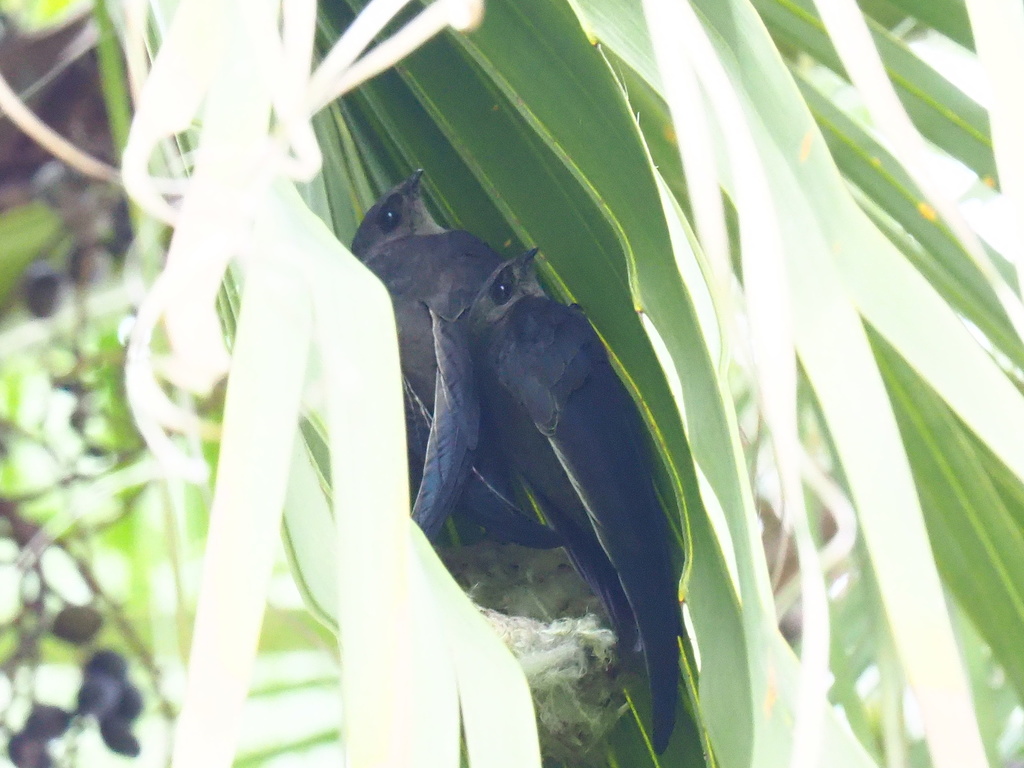 Asian Palm Swift (Cypsiurus balasiensis) - Avian Discovery