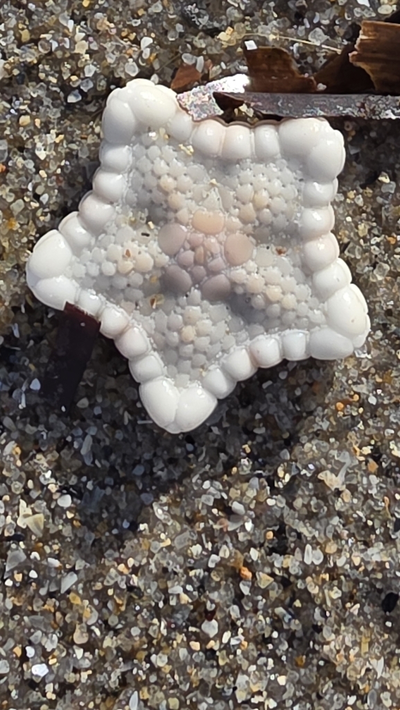 Common Biscuit Star from Glenelg SA 5045, Australia on September 7 ...