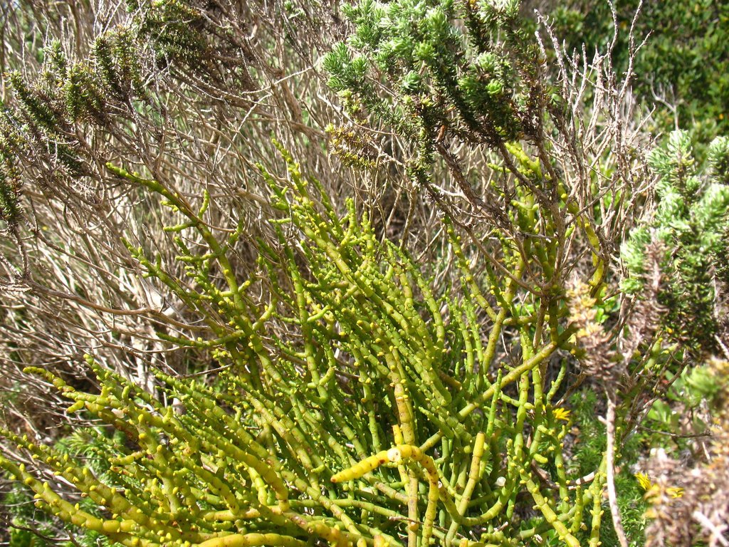 Cape Mistletoe (Klapmuts Natural Heritage Site) · iNaturalist