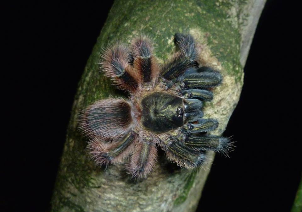 Mexican Half-and-half Tarantula in July 2014 by Daniela T. Candia ...