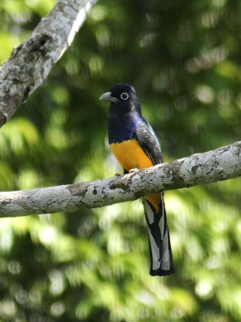 White-tailed Trogon (Birds of Tambopata) · iNaturalist Mexico