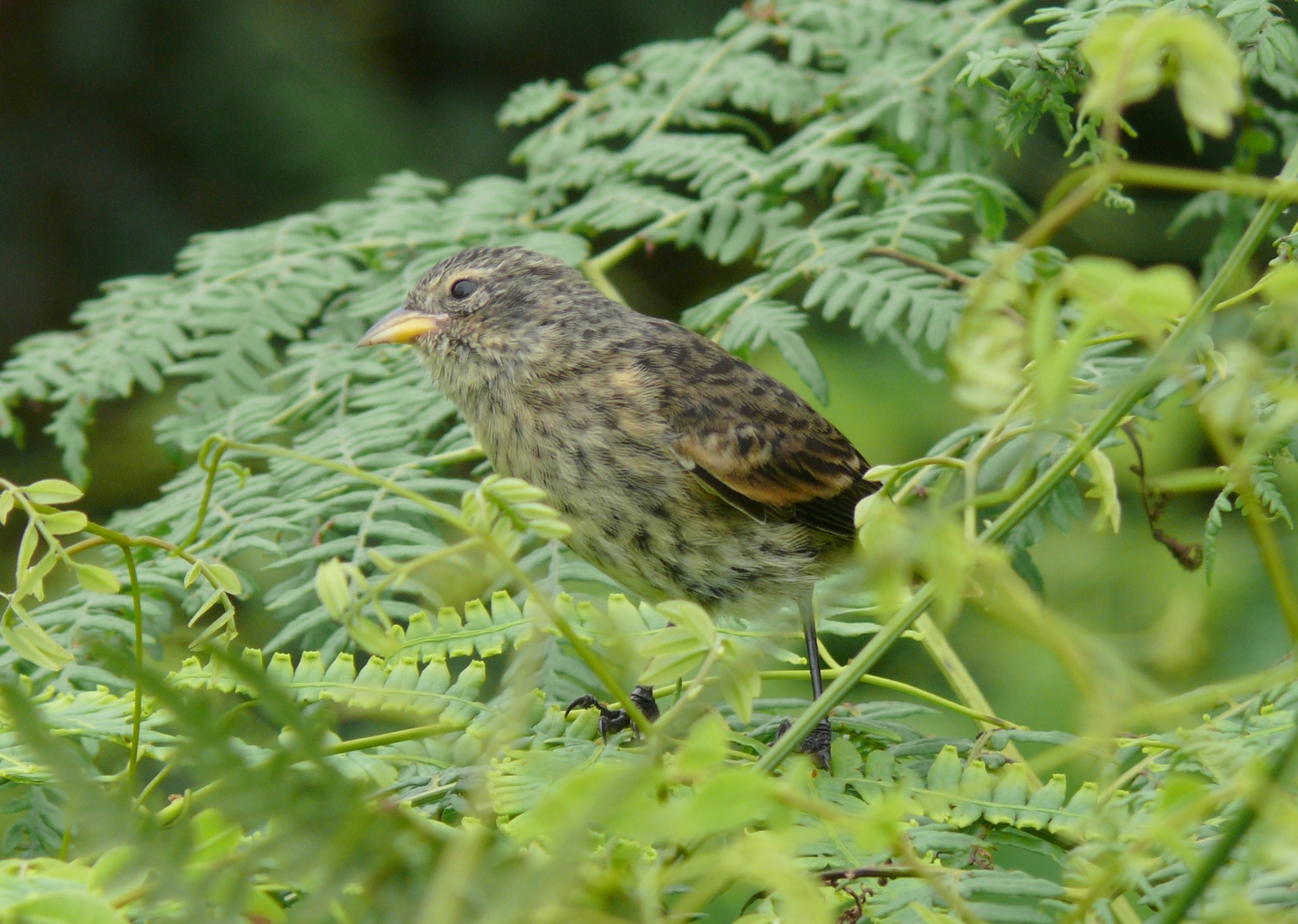 Pinaroloxias inornata (Gould, 1843)