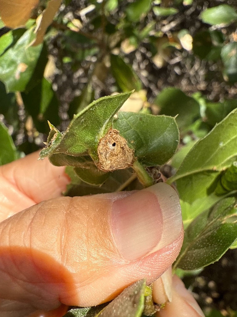 Callirhytis perfoveata from Farm Hills, Redwood City, CA, USA on ...