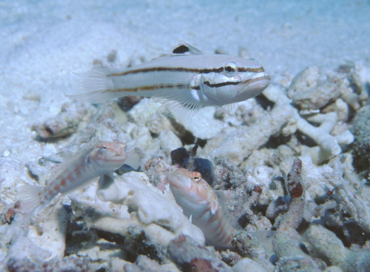 Parapercis multiplicata Randall, 1984