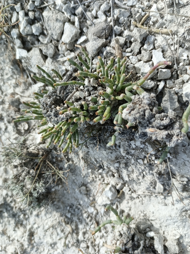 Anabasis cretacea from Оренбургская обл., Россия, 461551 on September 2 ...