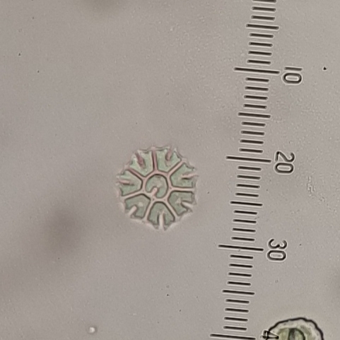 Genus Stauridium · iNaturalist