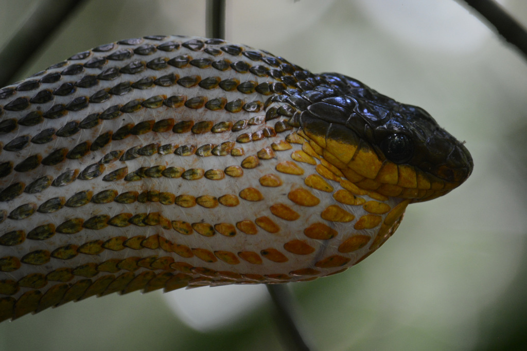 Colubrine Snakes (Colubrinae) - Snakes and Lizards