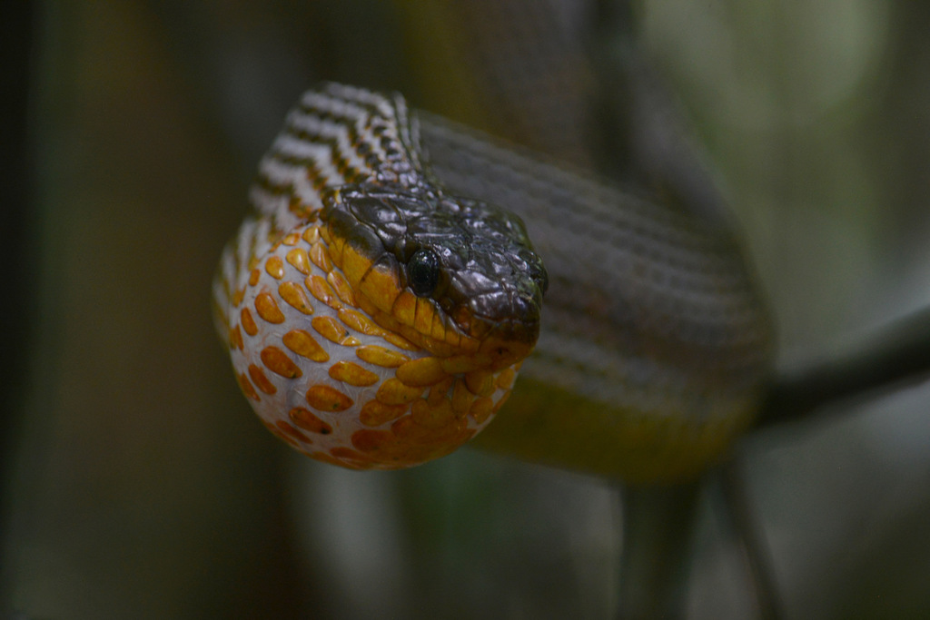 Amazon Puffing Snake from Murici - State of Alagoas, Brazil on November ...