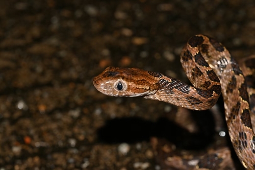 Kelung Cat Snake (Boiga kraepelini) - Snakes and Lizards