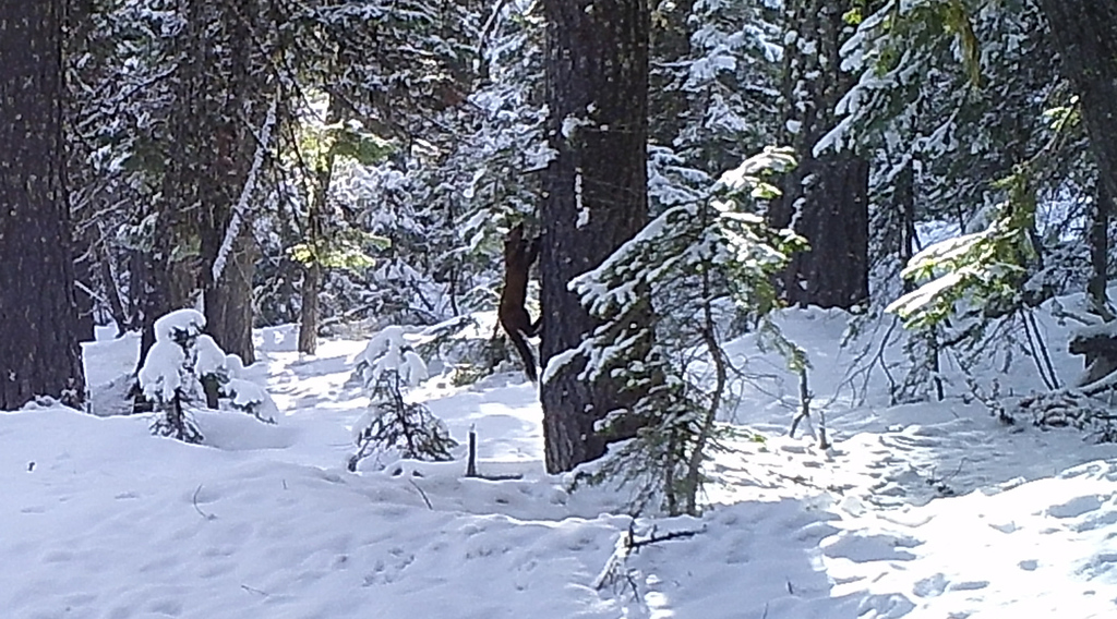 Pacific Marten in January 2017 by Jon David Nelson · iNaturalist
