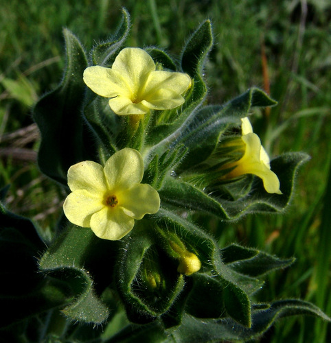 Alkanna galilaea · iNaturalist Ecuador