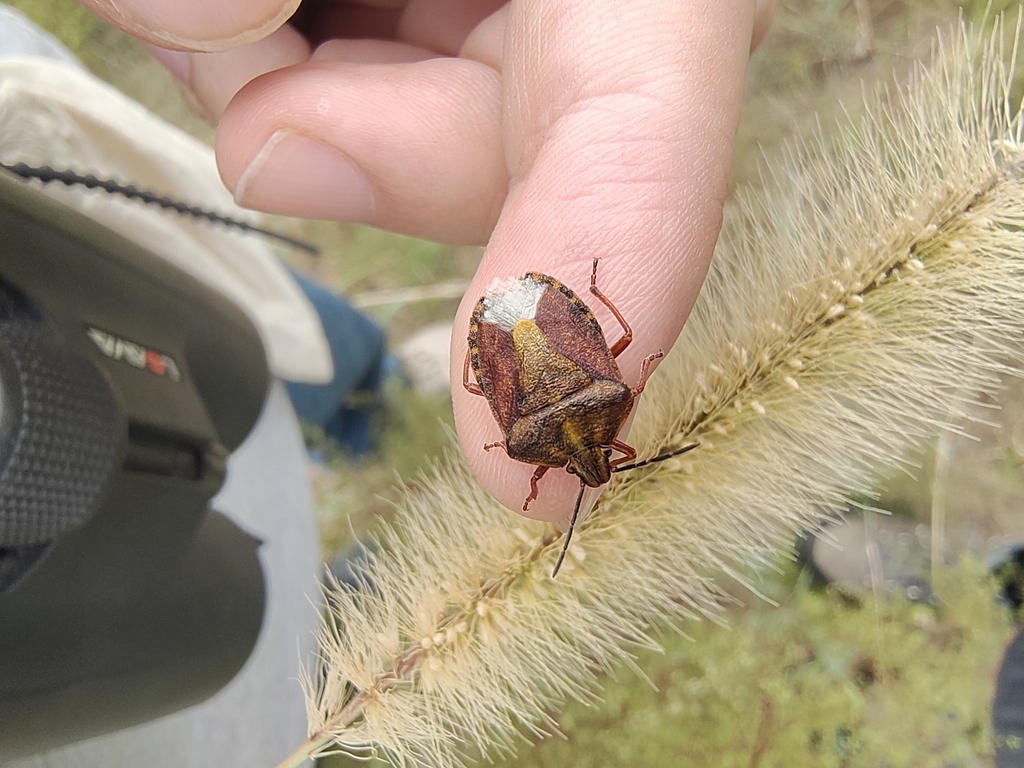Sloe Bug from Chifeng, CN-NM, CN on September 3, 2025 at 09:09 AM by ...