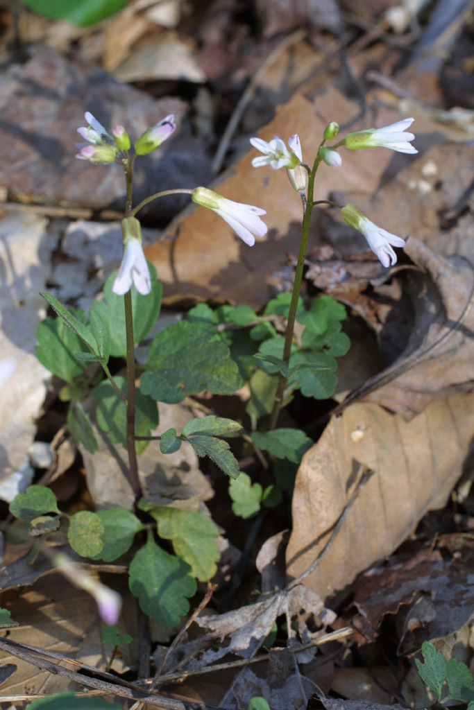 Slender toothwort (Vegetation of Georgia Blue Ridge) · iNaturalist