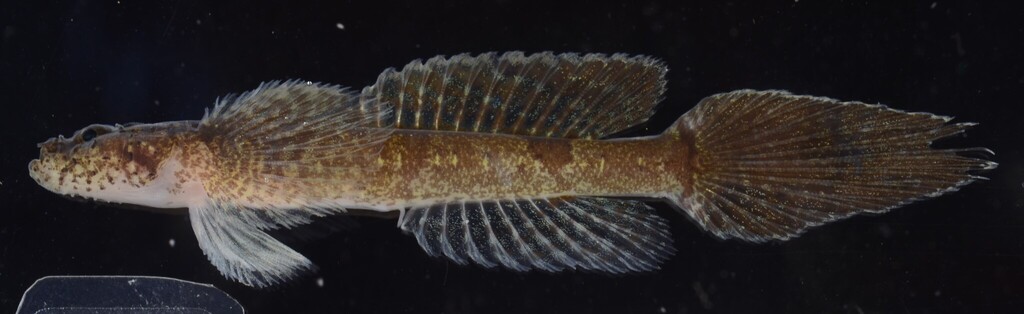 Callogobius tanegasimae in August 2025 by r-fujii · iNaturalist