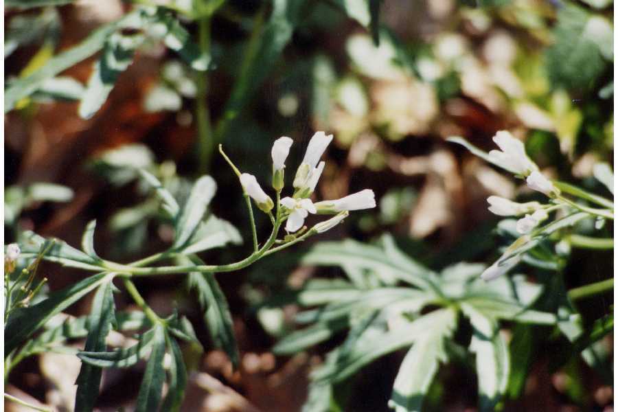 cutleaf toothwort (Clay Hill Memorial Forest Plants- Feather Creek ...