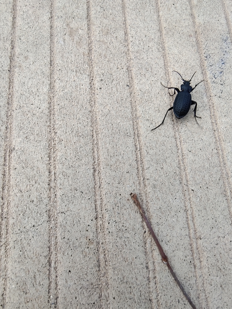 Carabus granulatus telluris from Beijing, Beijing, CN on July 16, 2025 ...