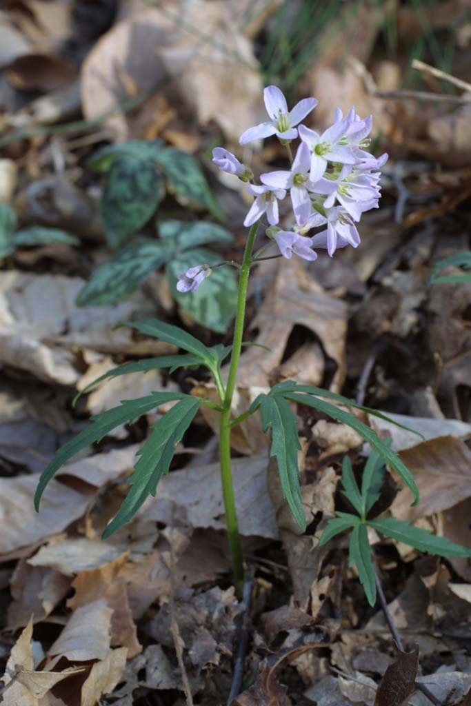 cutleaf toothwort (Clay Hill Memorial Forest Plants- Feather Creek ...