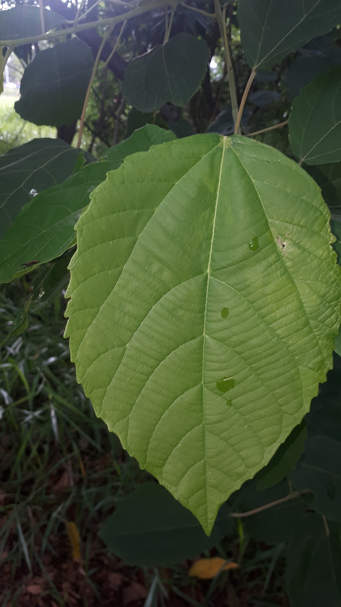 Alchornea glandulosa Poepp.