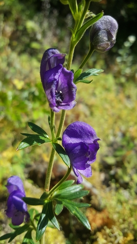 Aconitum ferox · NaturaLista Colombia