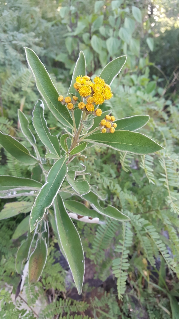 Fragrant Inula (Flora of Chandragiri) · iNaturalist