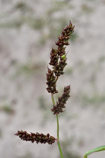 Barnyardgrass (Plants of John Martin Reservoir State Park) · iNaturalist