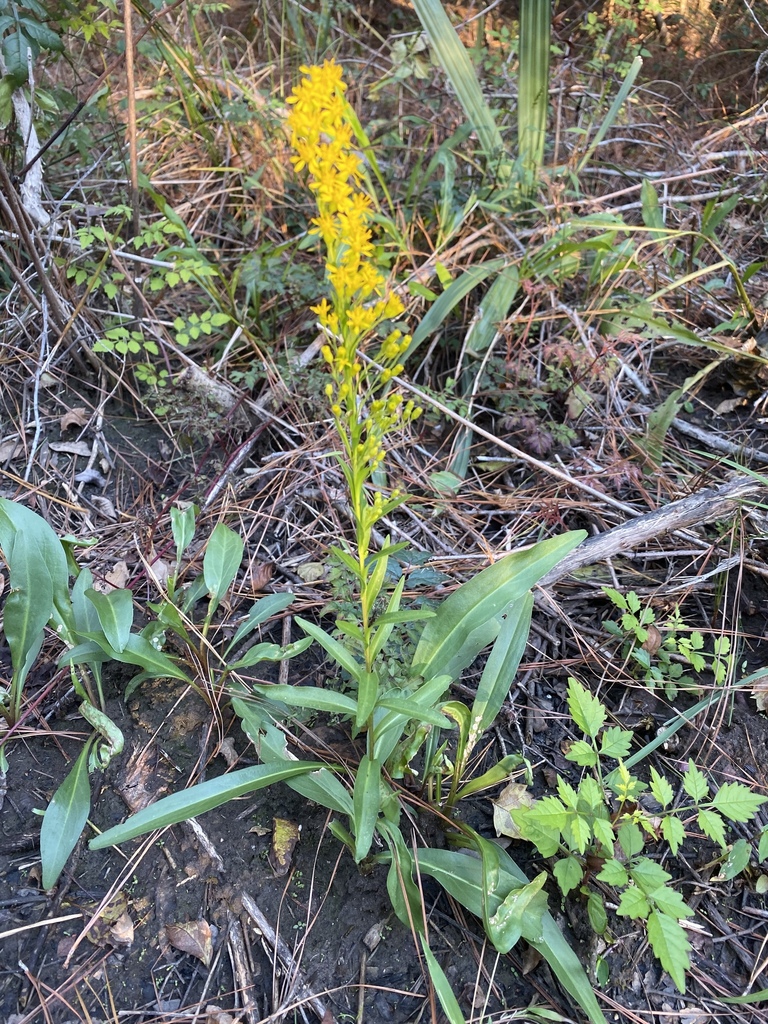 Southern Seaside Goldenrod from Gulf Islands National Seashore, Ocean ...