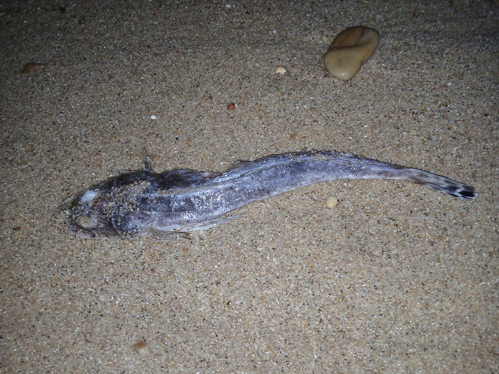 Southern Bluespotted Flathead from Adelaide SA, Australia on September ...