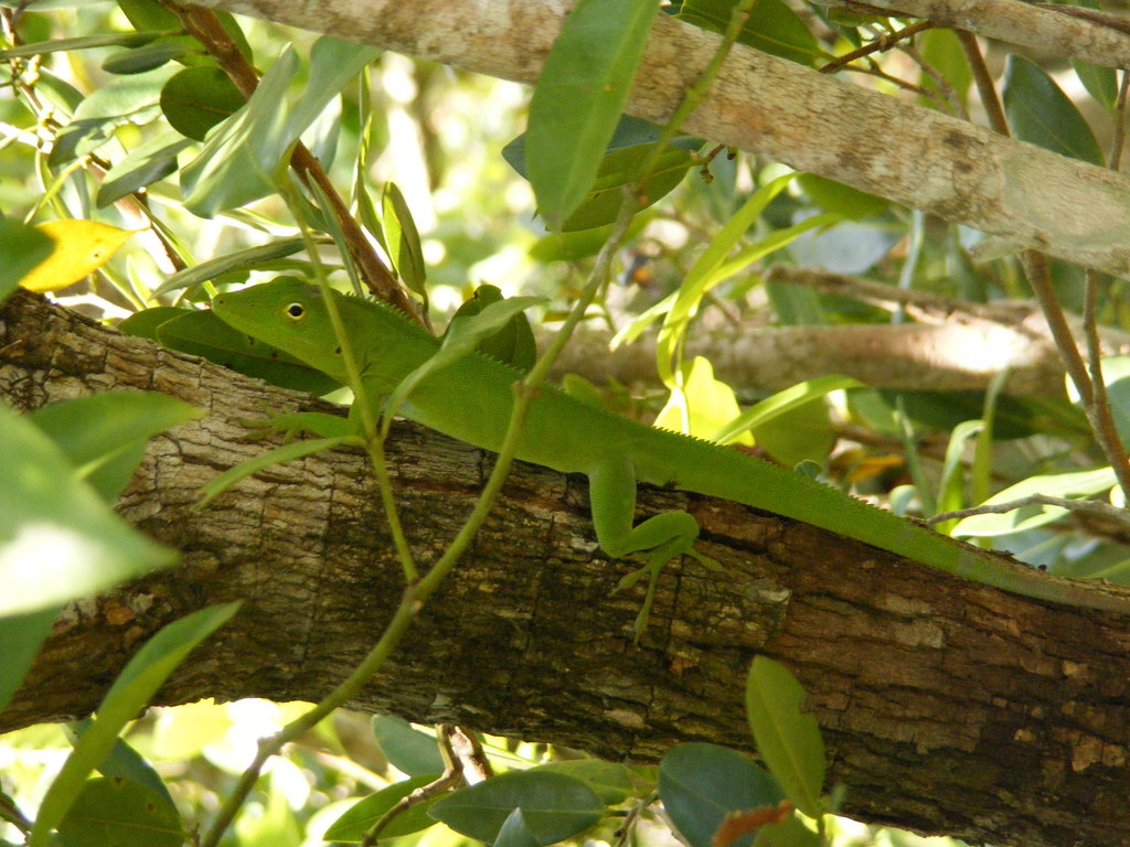 #DidYouAnole - Anolis garmani - Anole Annals