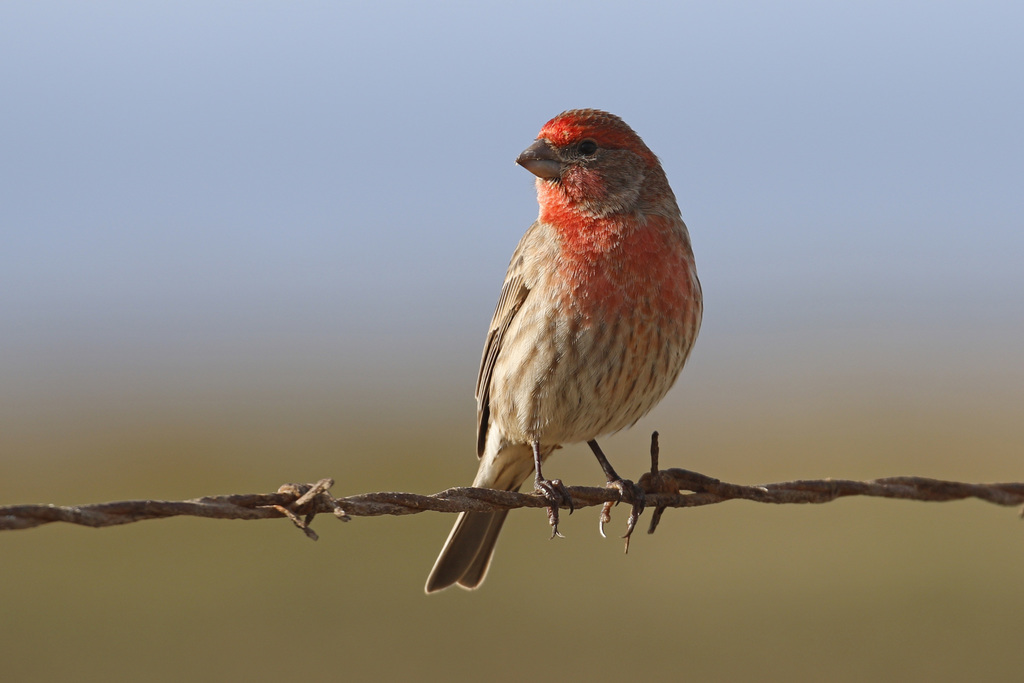 Pinzón mexicano (Aves del Cerro Sandio) · iNaturalist