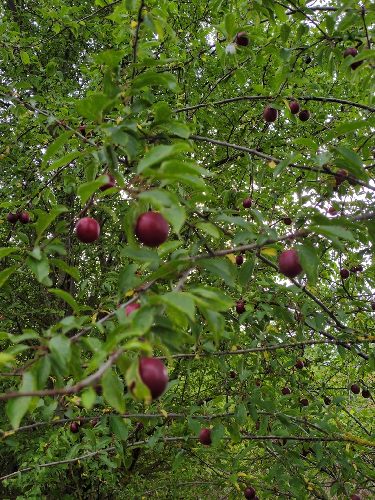 Old World Plums from Bell Farm Stead, Riccall Road, Escrick, York YO19 ...