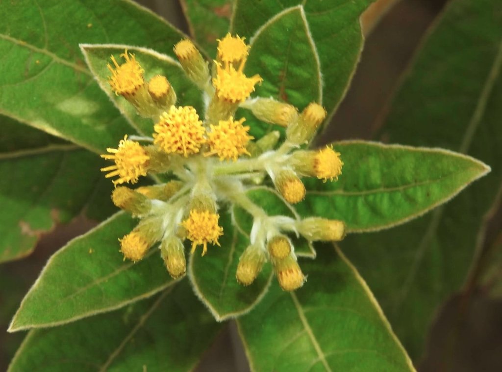 Fragrant Inula (Flora of Chandragiri) · iNaturalist