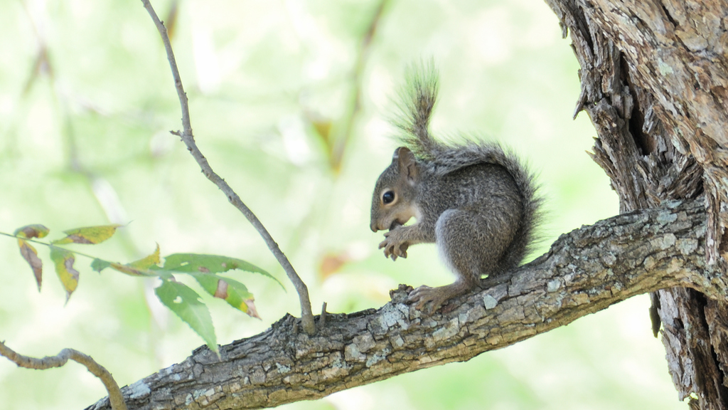 Allen's Squirrel from Villaldama, N.L., México on November 07, 2019 at ...