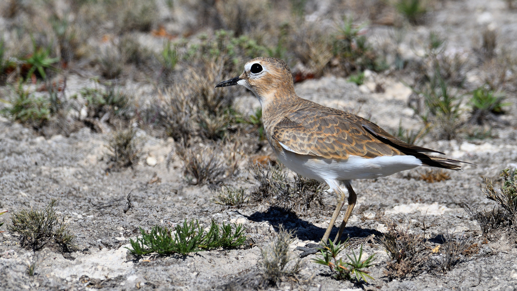 Mountain Plover from Galeana, N.L., México on November 10, 2019 at 01: ...