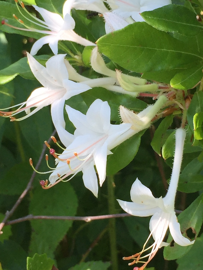swamp azalea in May 2019 by muckama · iNaturalist