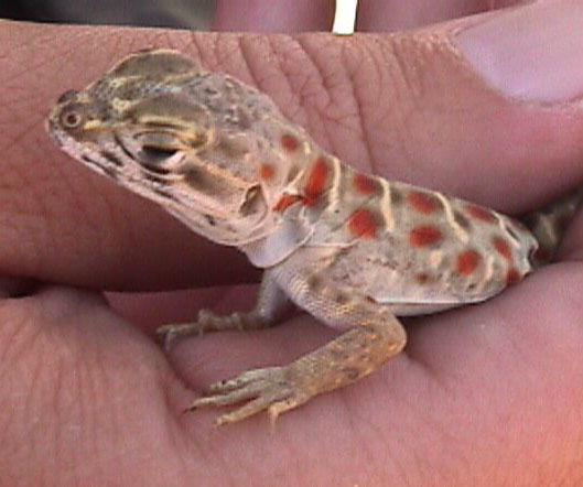 Cope's Leopard Lizard in August 2001 by Vince Scheidt · iNaturalist