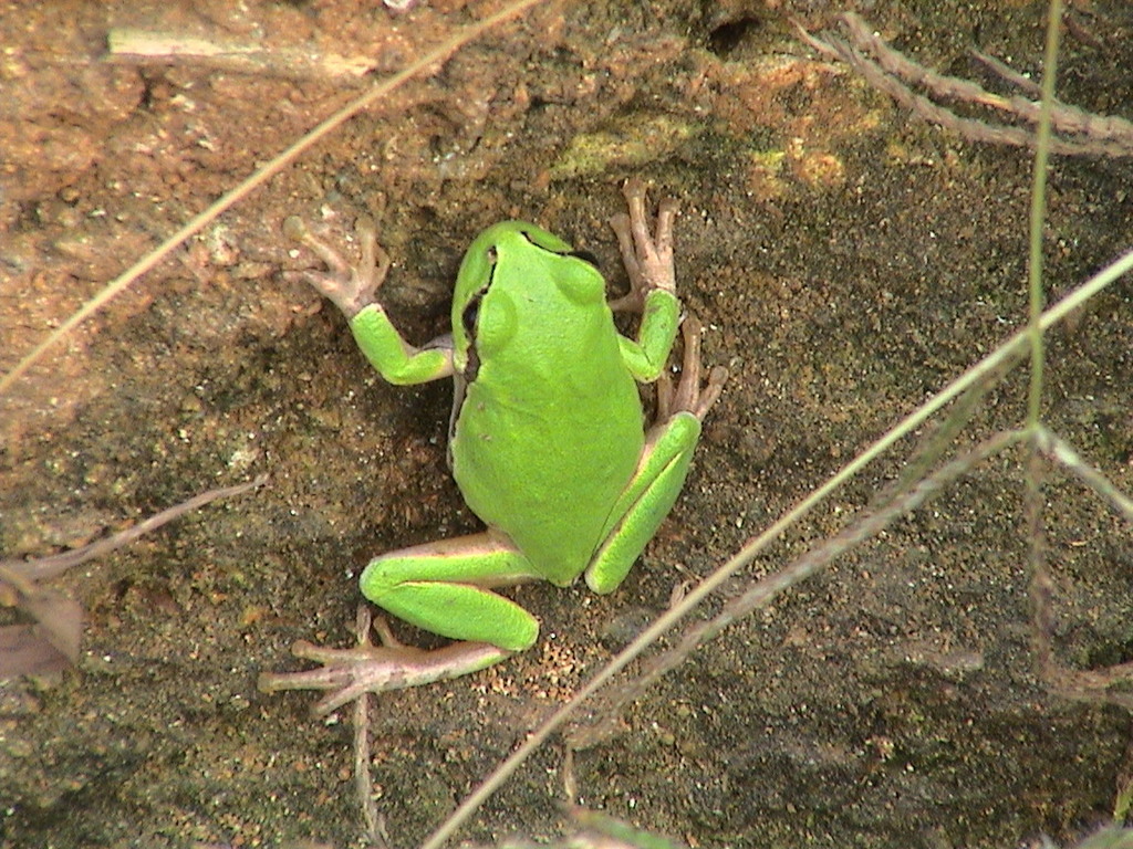 Japanese Tree Frog from South Pyongan, North Korea on October 08, 2006 ...