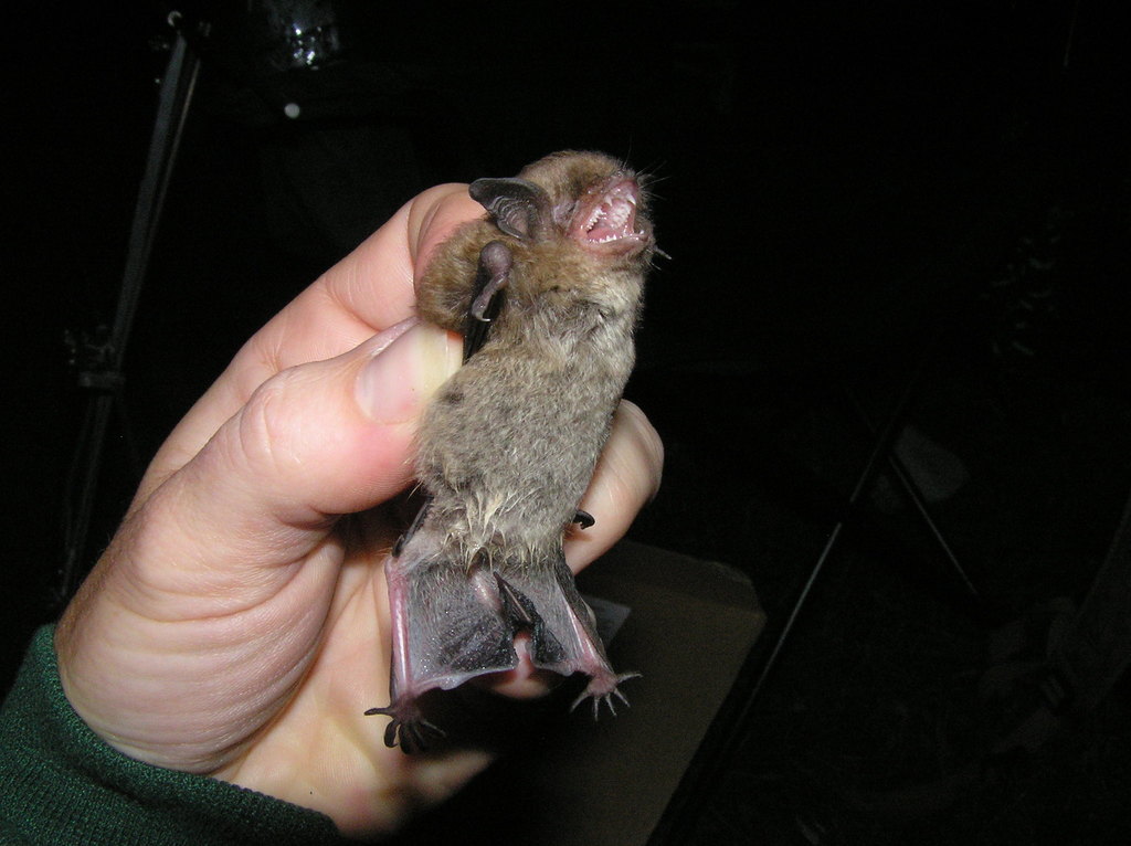 Indiana Bat in July 2008 by Marlo Perdicas. OLYMPUS DIGITAL CAMERA ...