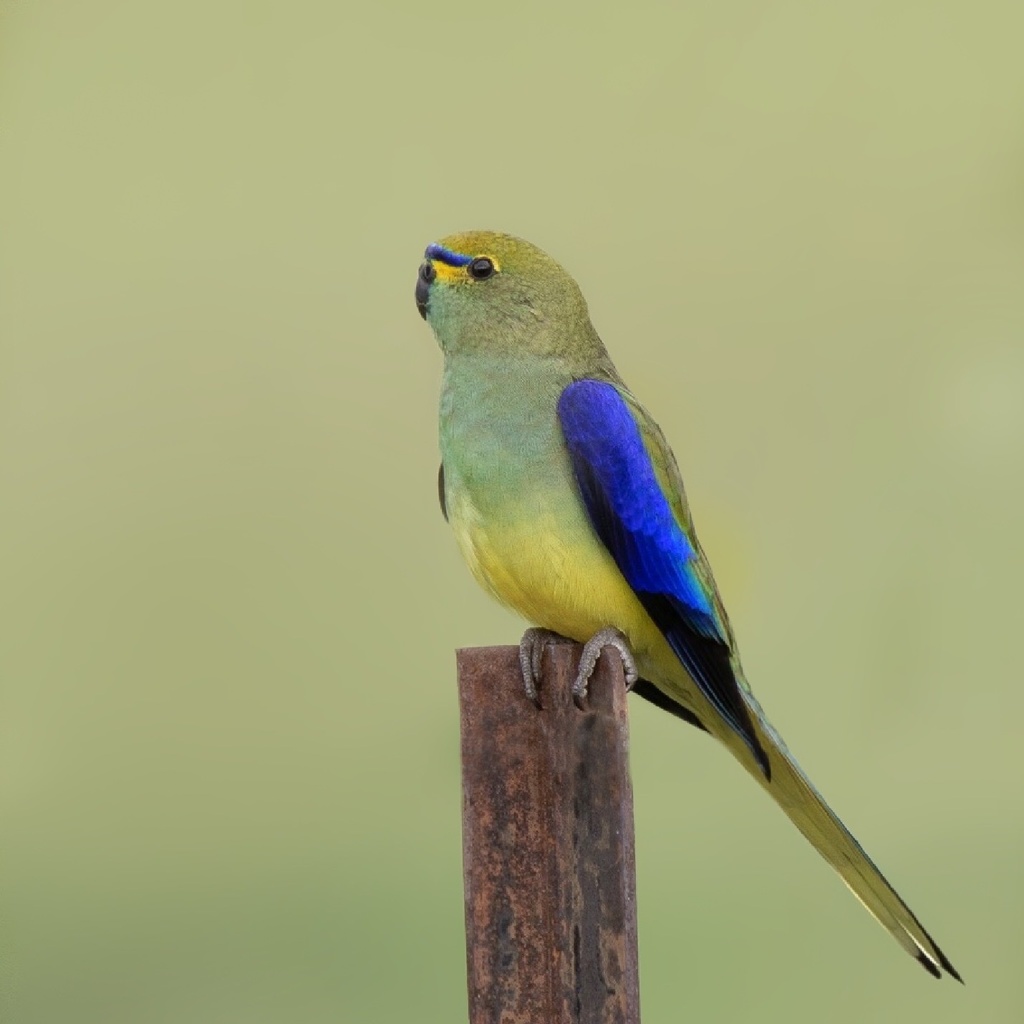 Blue-winged Parrot (Neophema chrysostoma) - Avian Discovery