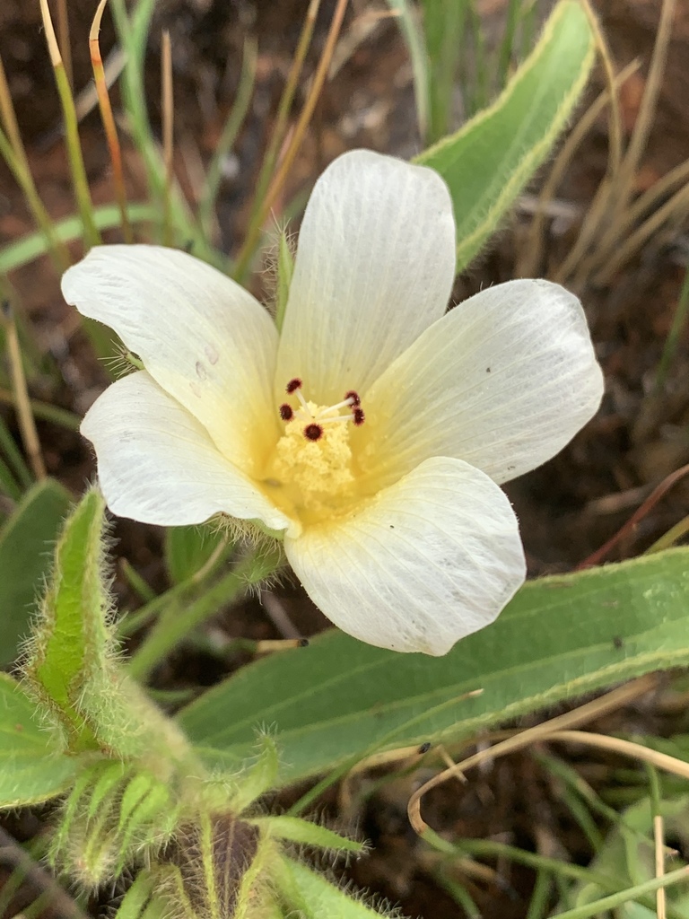 Cape Hibiscus (Hibiscus aethiopicus) - Botanical Realm